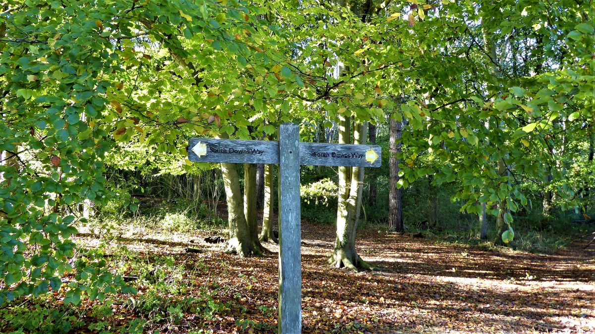 Friston Forest, Seven Sisters Country Park – Woodlanddecay